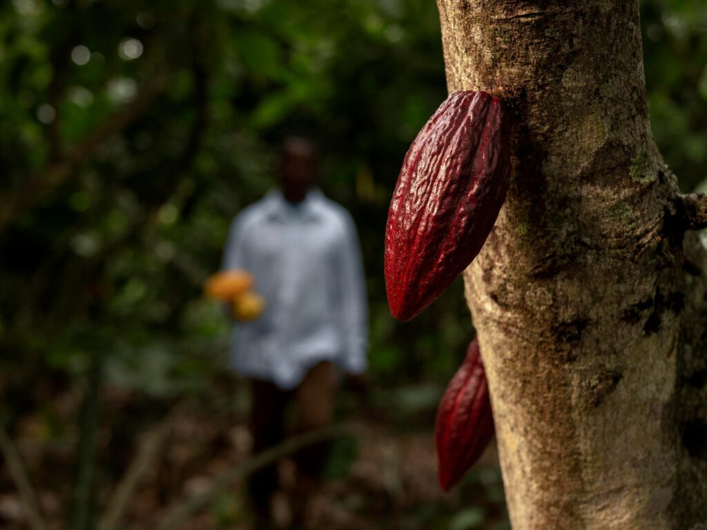 El cacao ecuatoriano: una deliciosa fuente de beneficios - Camae