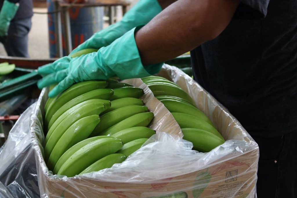 Exportación de banano acumula 4,1 % de decrecimiento hasta abril - Camae