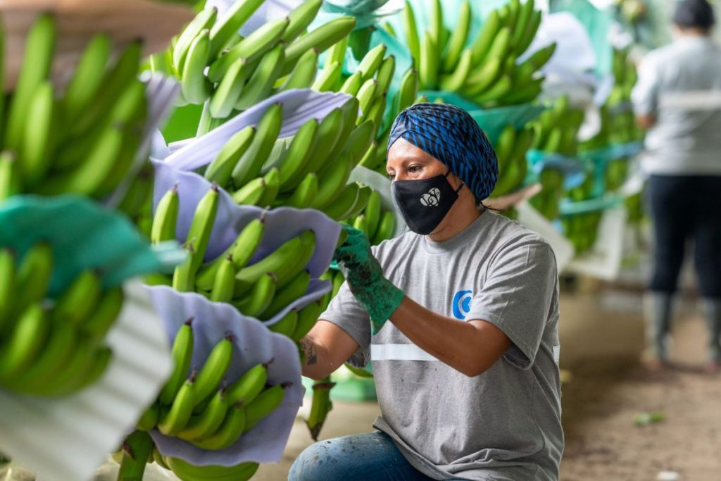 China, el nuevo gran destino del banano ecuatoriano | Cámara Marítima ...